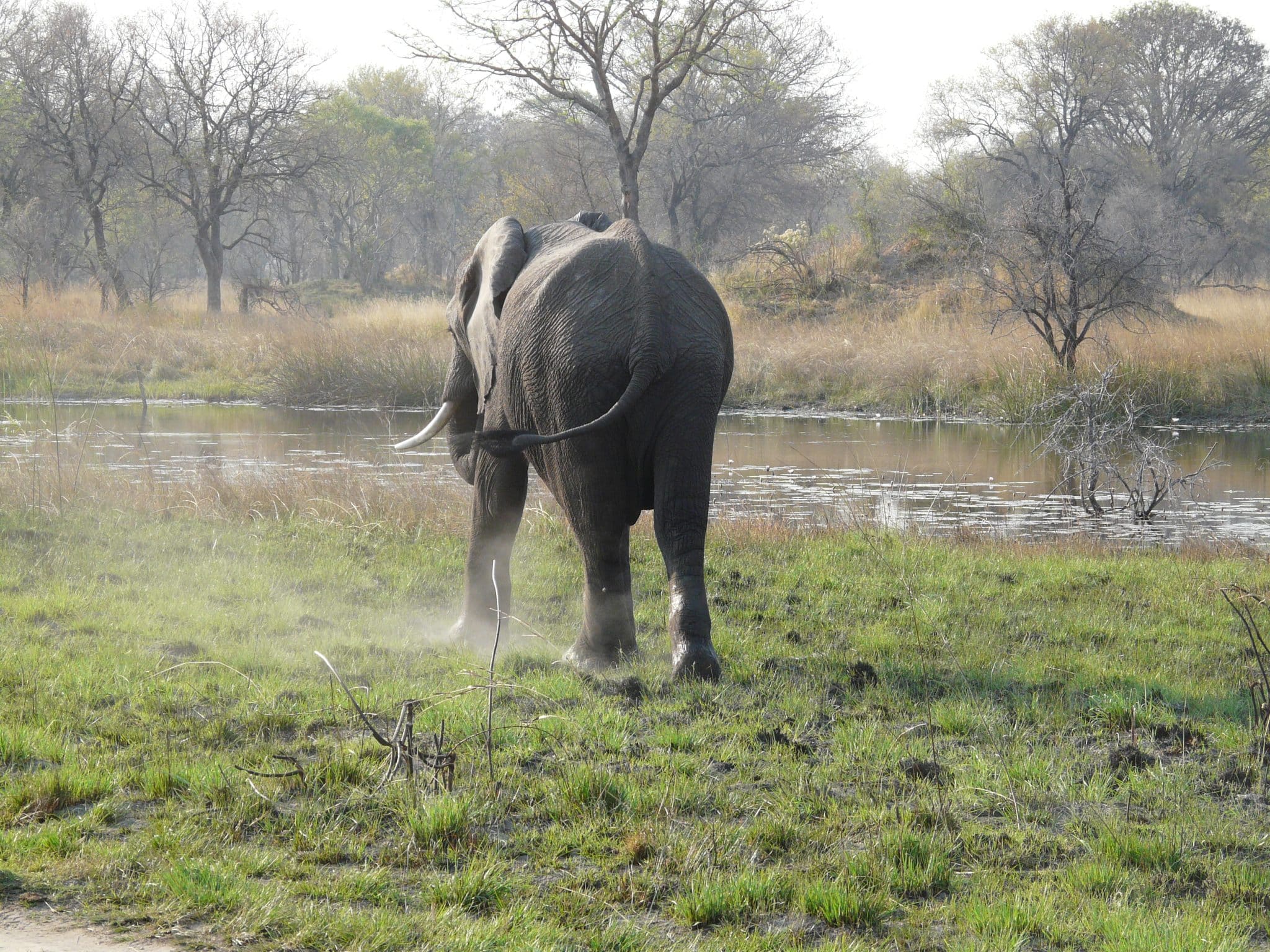 The elephant and the tsetse fly: Animal crossings in a Southern African ...