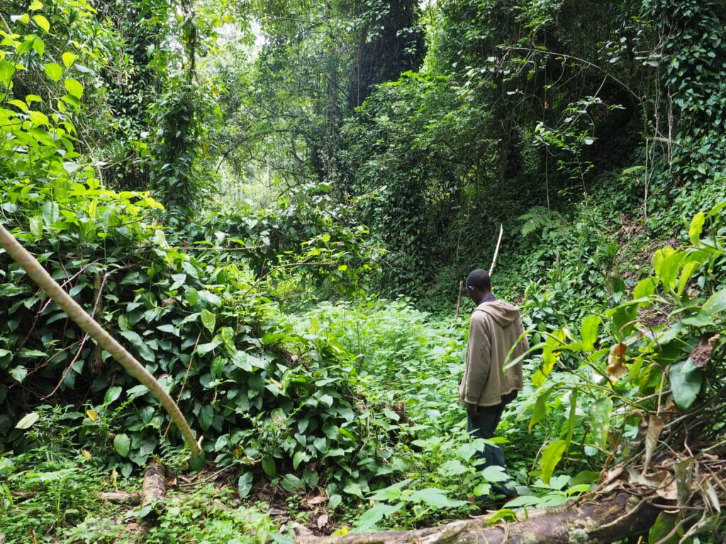 New book to be published: "Forest Politics in Kenya’s Tugen Hills", by ...